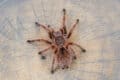 8 Different Colors Of Tarantulas (Rarest to Most Common)