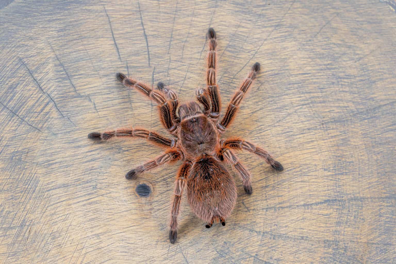 Chilean Rose Tarantula Animal Facts - Grammostola rosea - A-Z Animals