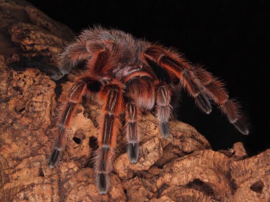8 Different Colors Of Tarantulas (Rarest to Most Common)