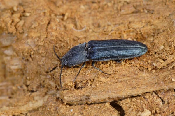 Figeater Beetle Animal Facts - Cotinis mutabilis - A-Z Animals