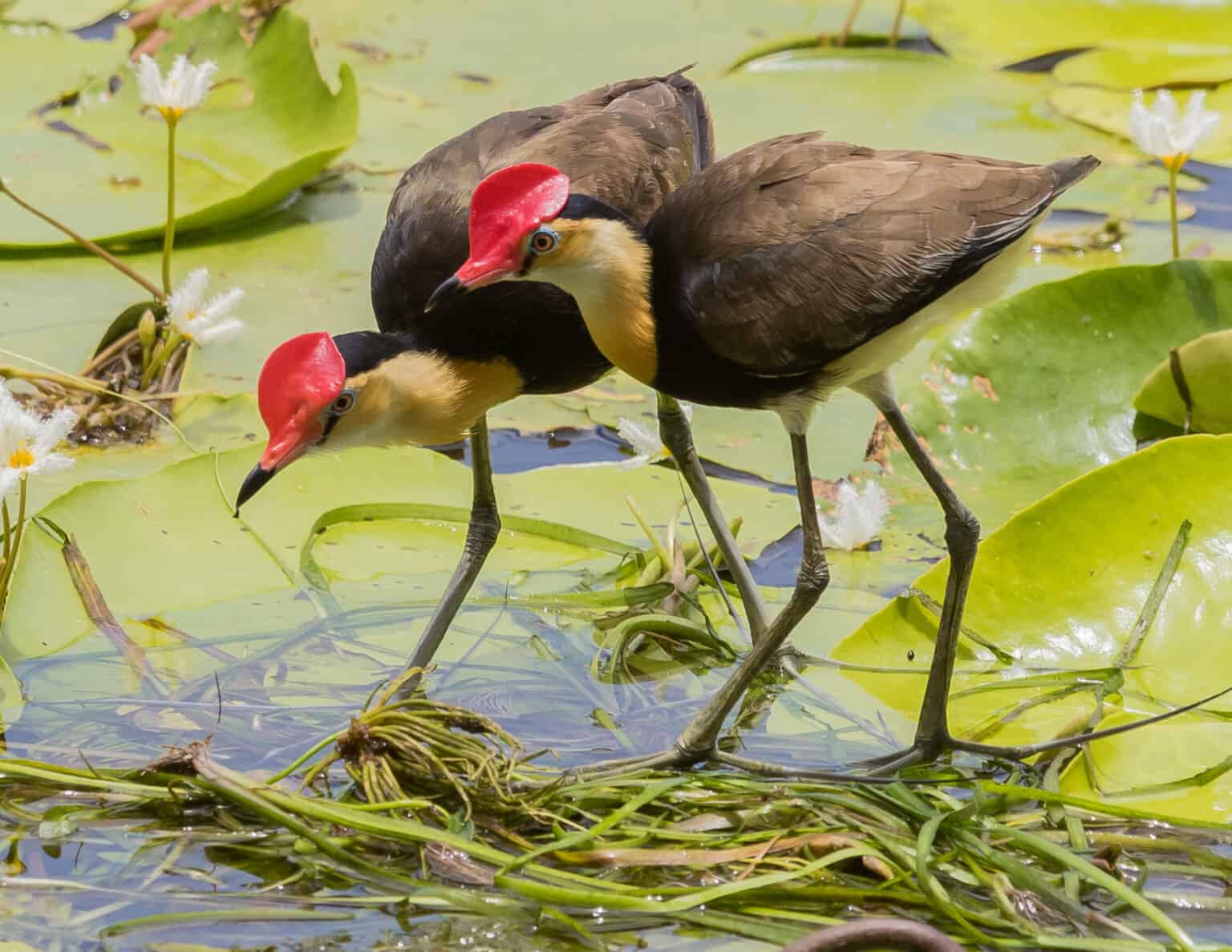 Jacana Bird Facts - A-Z Animals
