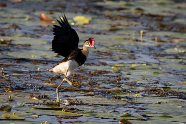 Comb-crested Jacana Animal Facts - Irediparra gallinacea - A-Z Animals