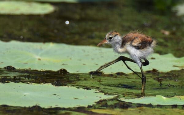 Wattled Jacana Bird Facts - Jacana Jacana - A-Z Animals