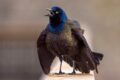 Common Grackle Animal Pictures | A-Z Animals