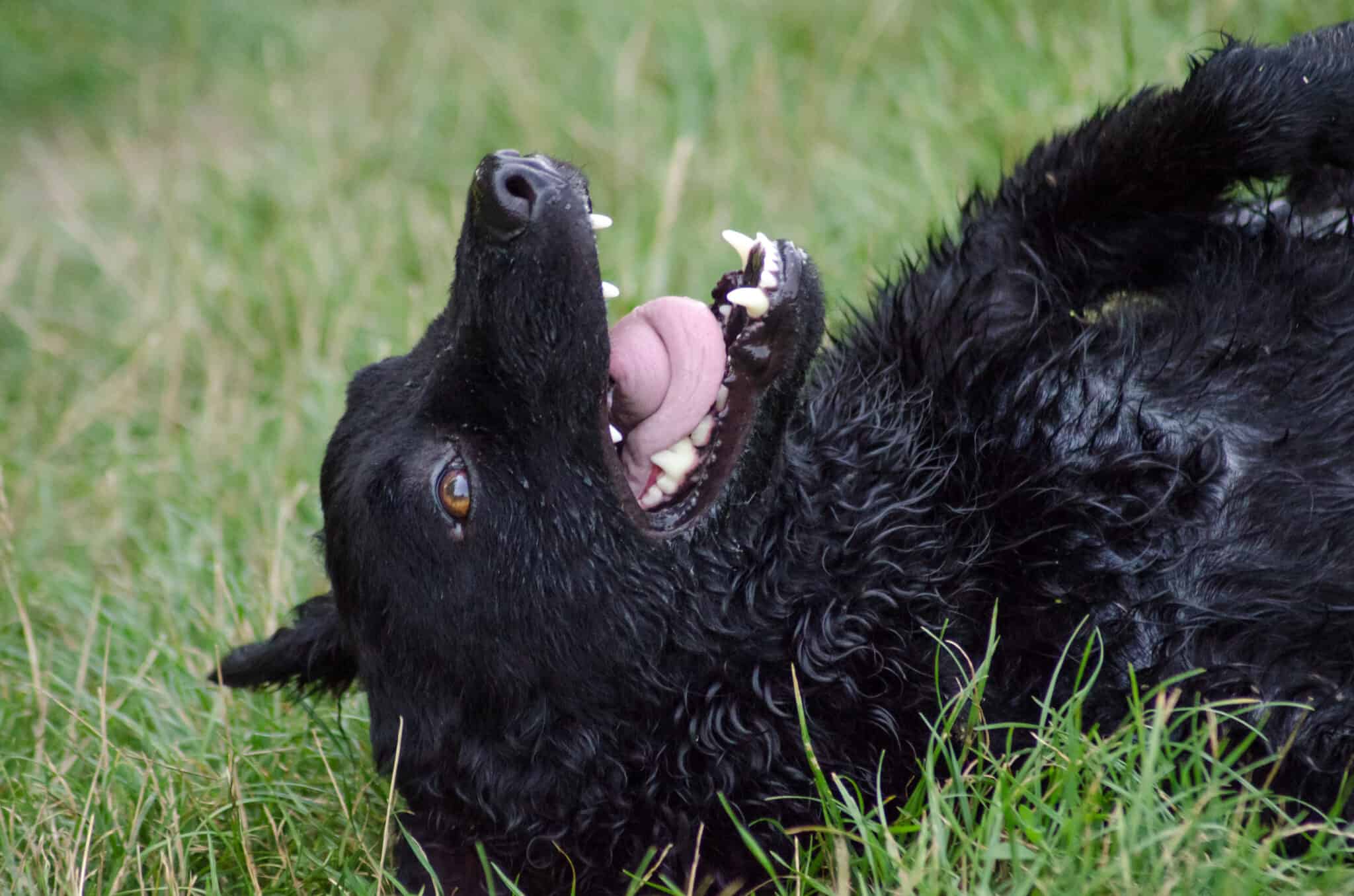 Croatian Sheepdog Animal Facts - Canis lupus familiaris - A-Z Animals