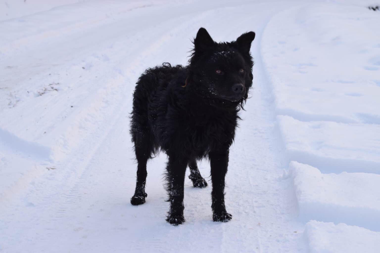 Croatian Sheepdog Animal Facts - Canis lupus familiaris - A-Z Animals