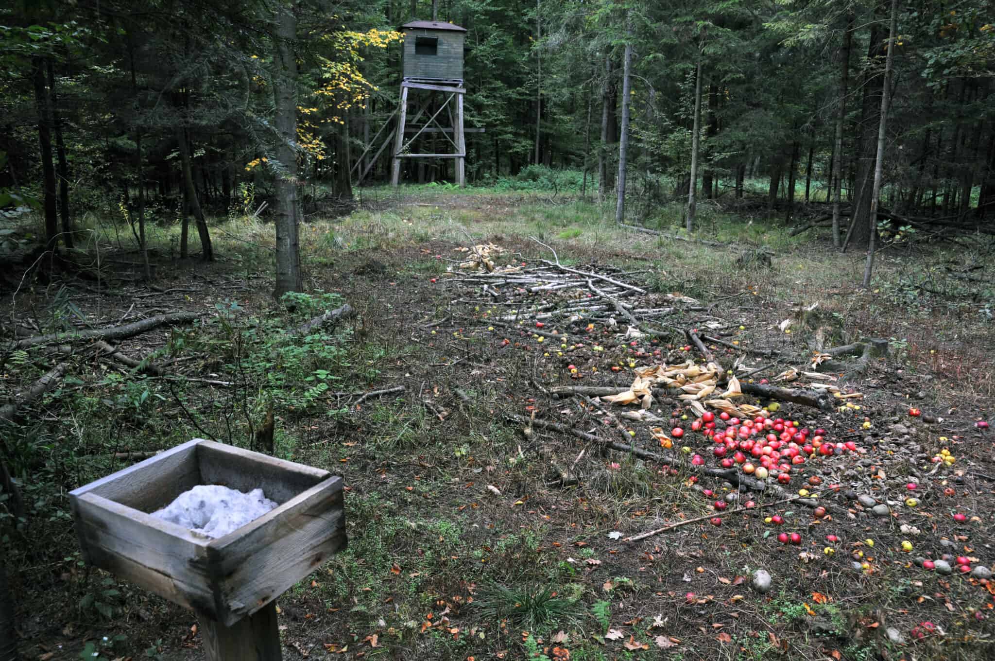 Deer Season In Wisconsin: Everything You Need To Know To Be Prepared ...