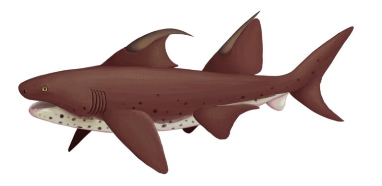 Dragon Shark: 3 Facts About the Hoffman’s Dragon Shark - A-Z Animals