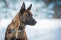 Dutch Shepherd Growth - A-Z Animals