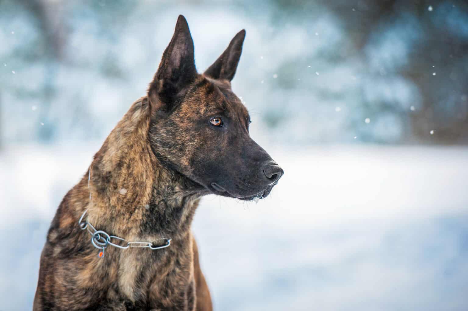 Dutch Shepherd Growth - A-Z Animals