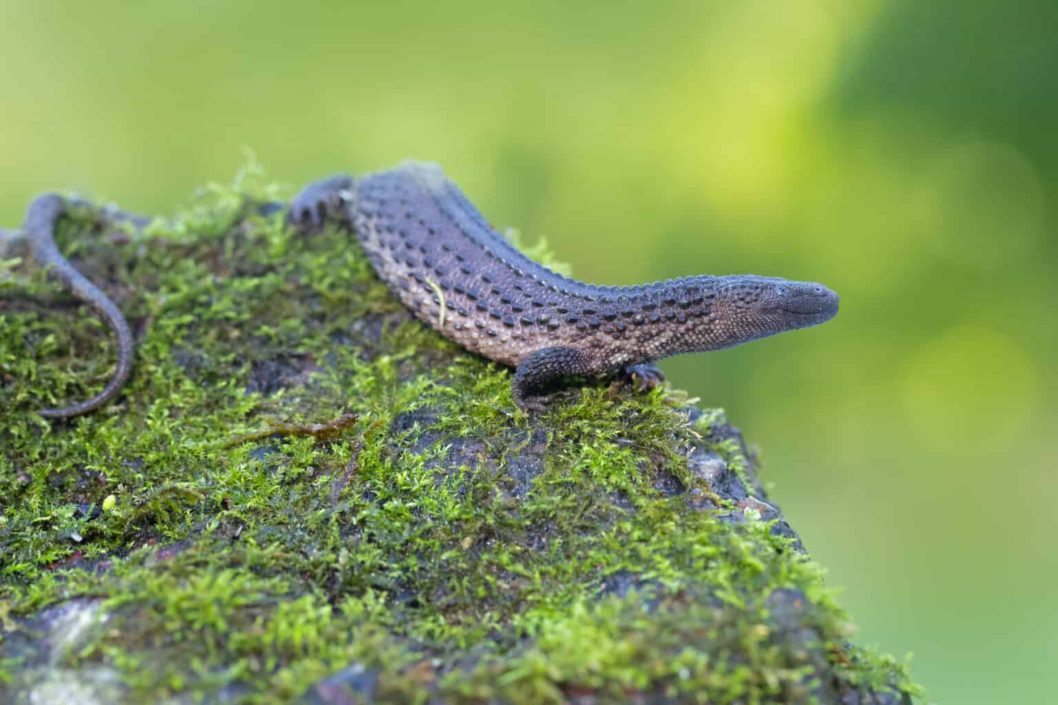 Earless Monitor Lizard Animal Facts - Lanthanotus borneensis - A-Z Animals