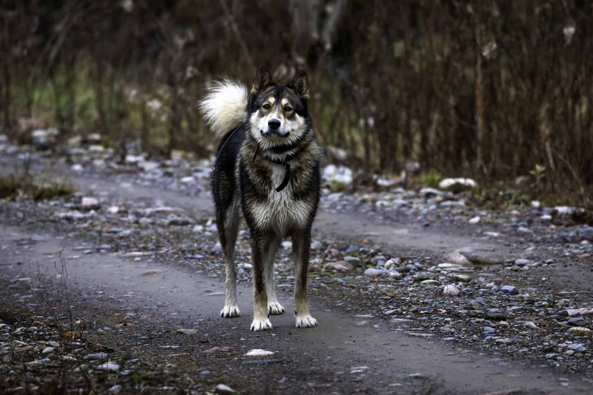 East Siberian Laika Animal Facts - Canis lupus familiaris - A-Z Animals