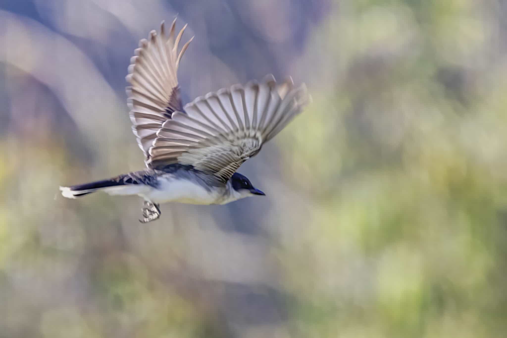 Eastern Kingbird Animal Facts - Tyrannus tyrannus - A-Z Animals