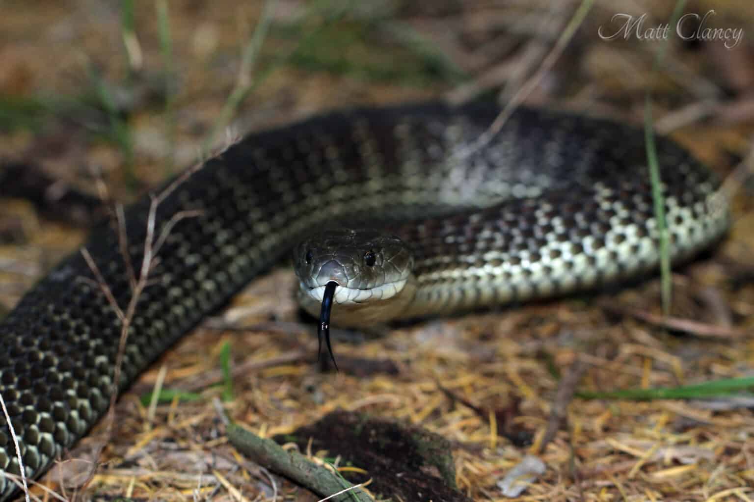 Eastern Tiger Snake Animal Facts - Notechis scutatus - A-Z Animals