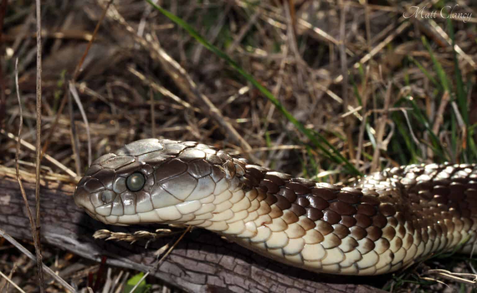 Eastern Tiger Snake Animal Facts - Notechis scutatus - A-Z Animals