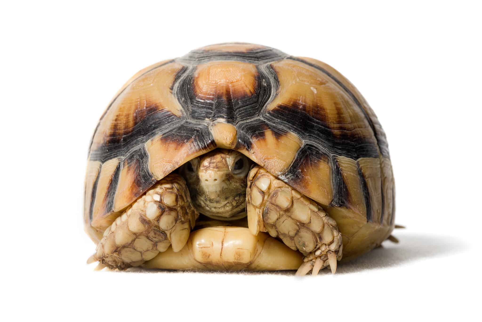 Egyptian Tortoise Animal Facts - Testudo kleinmanni - A-Z Animals