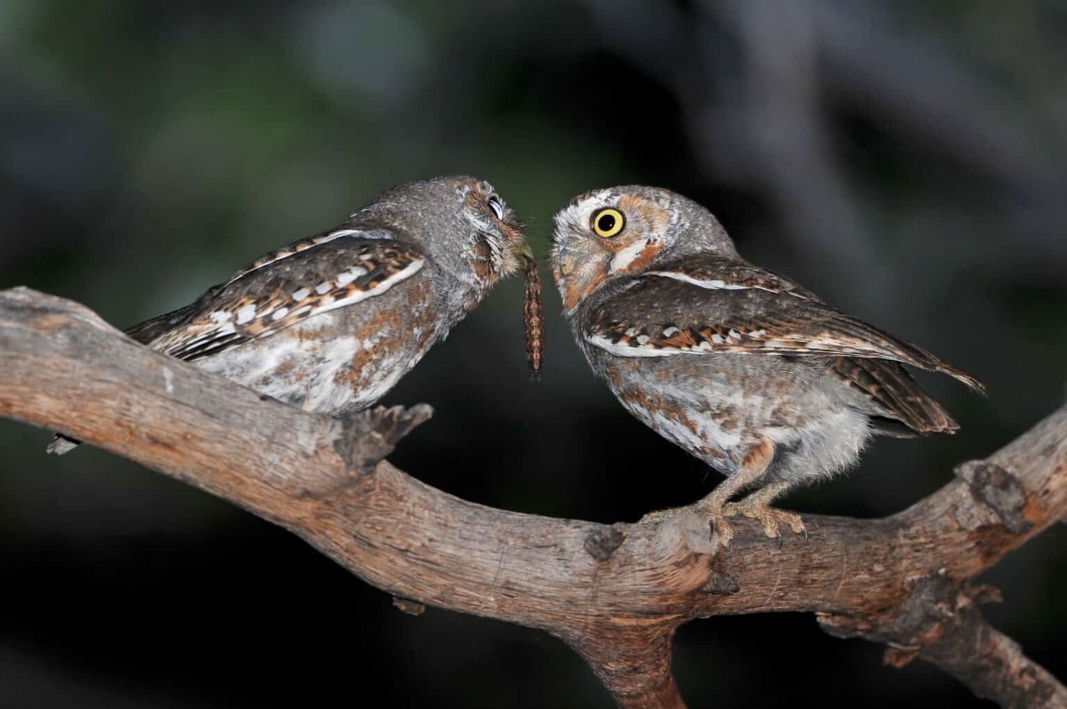 Elf Owl Animal Facts - Micrathene whitneyi - A-Z Animals
