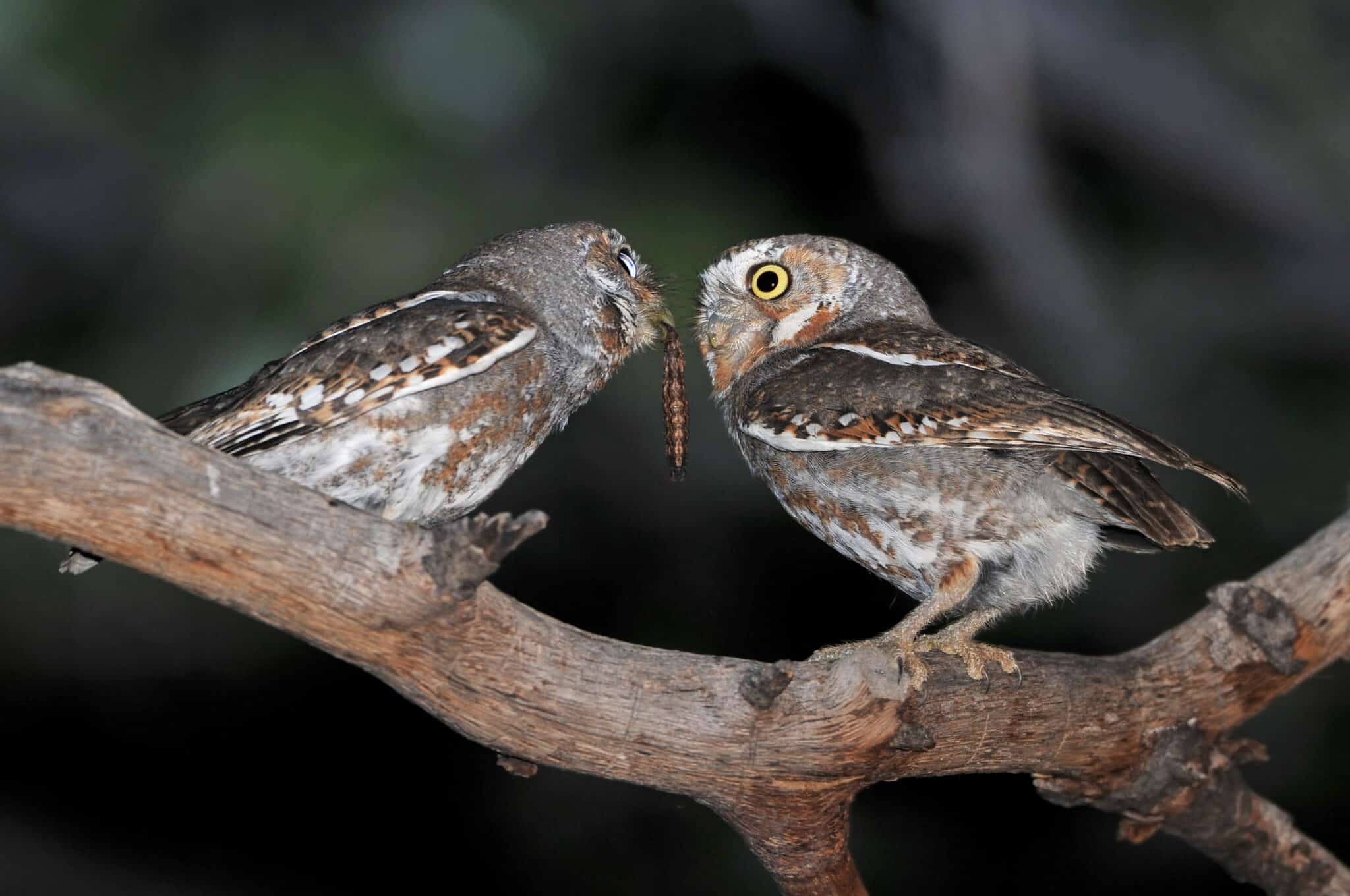 Elf Owl Animal Facts - Micrathene whitneyi - A-Z Animals