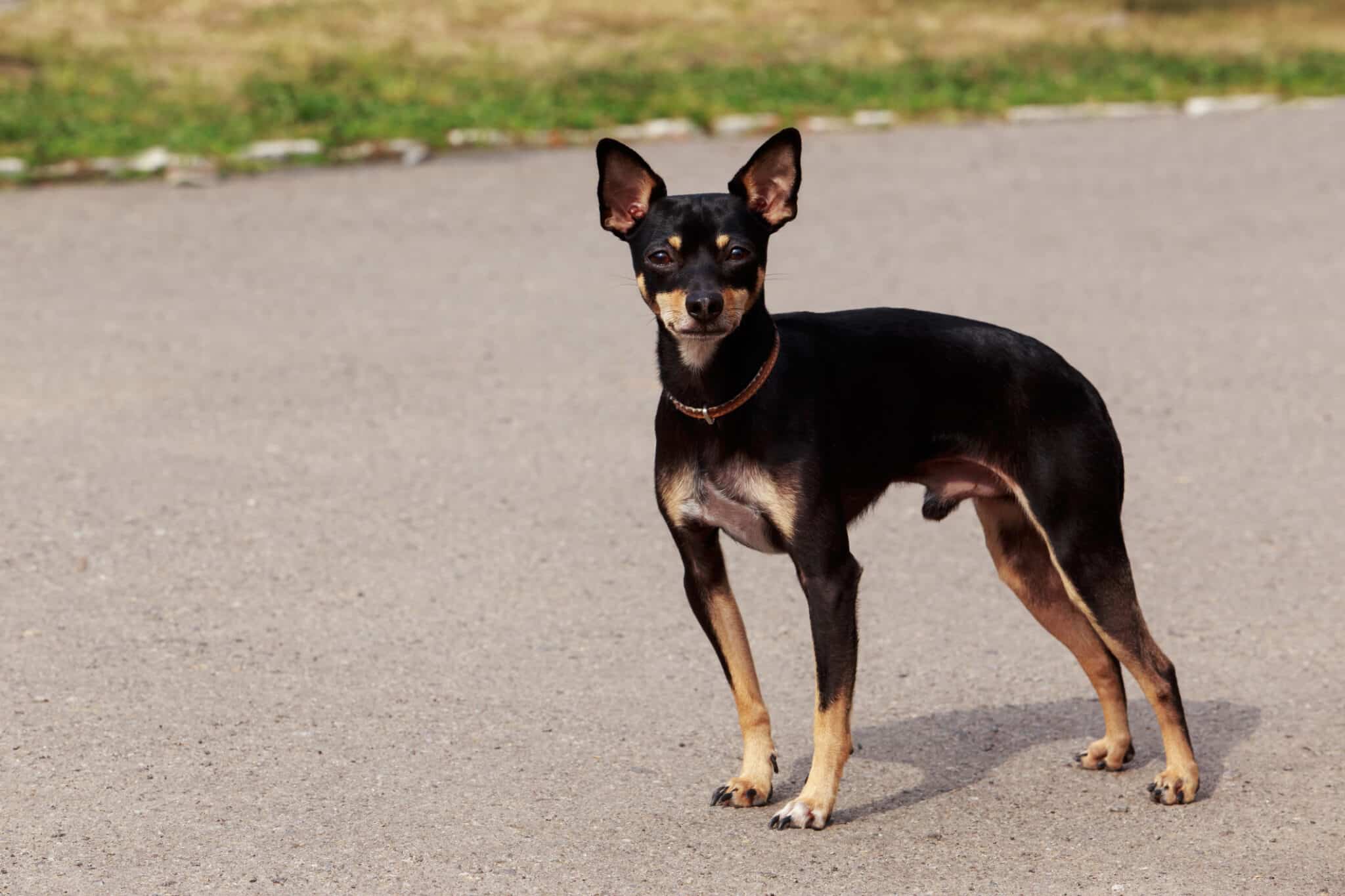 English Toy Terrier Dog Breed Complete Guide - A-Z Animals