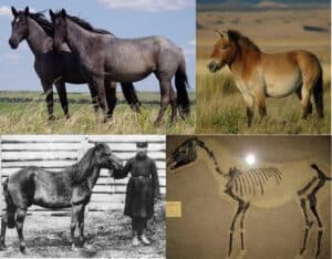 Horse Animal Facts - Equus ferus caballus - A-Z Animals