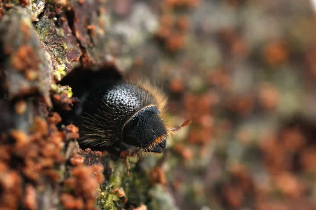 Bark Beetle Animal Facts - Scolytinae - A-Z Animals