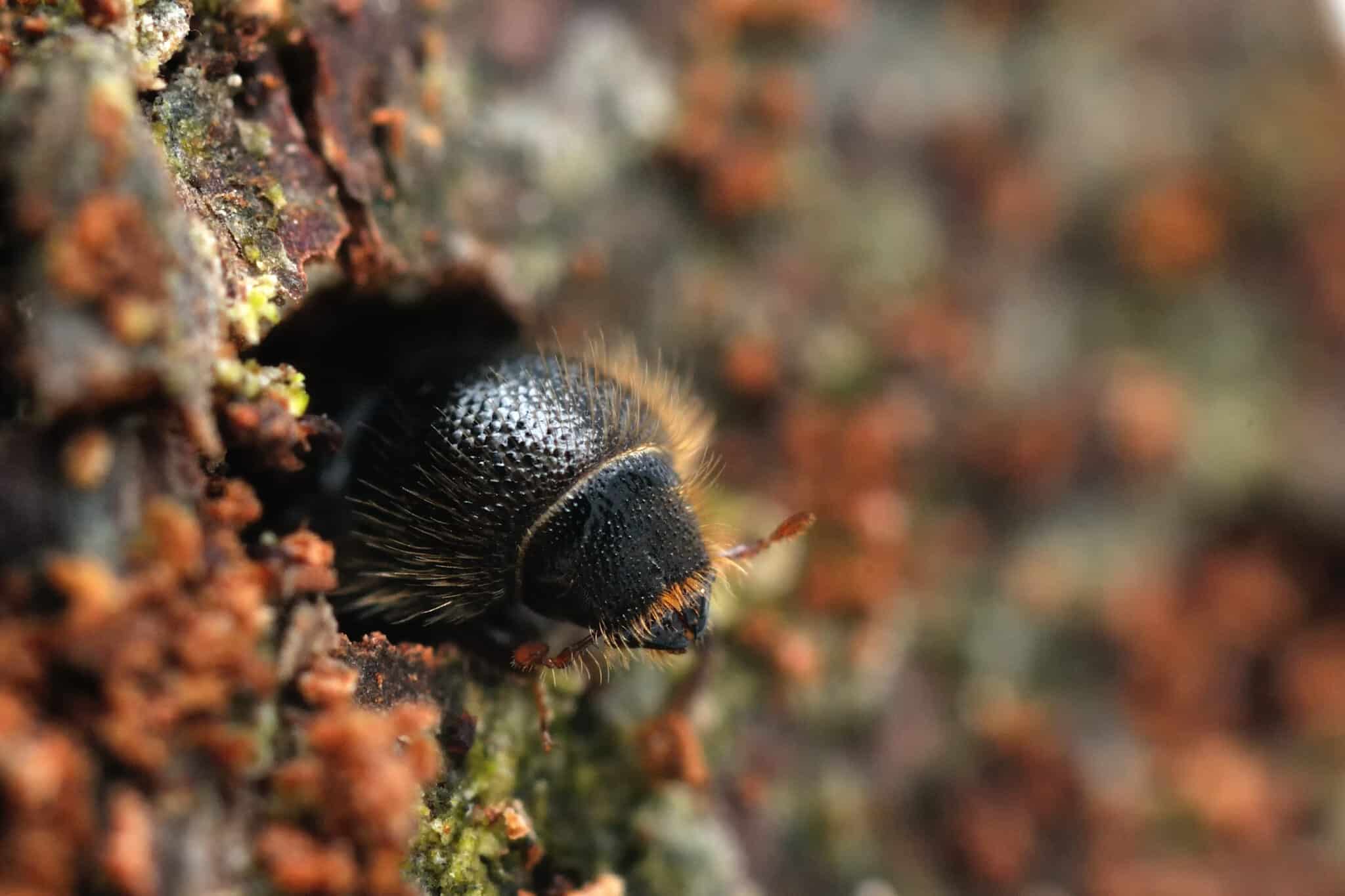 Bark Beetle Animal Facts - Scolytinae - A-Z Animals