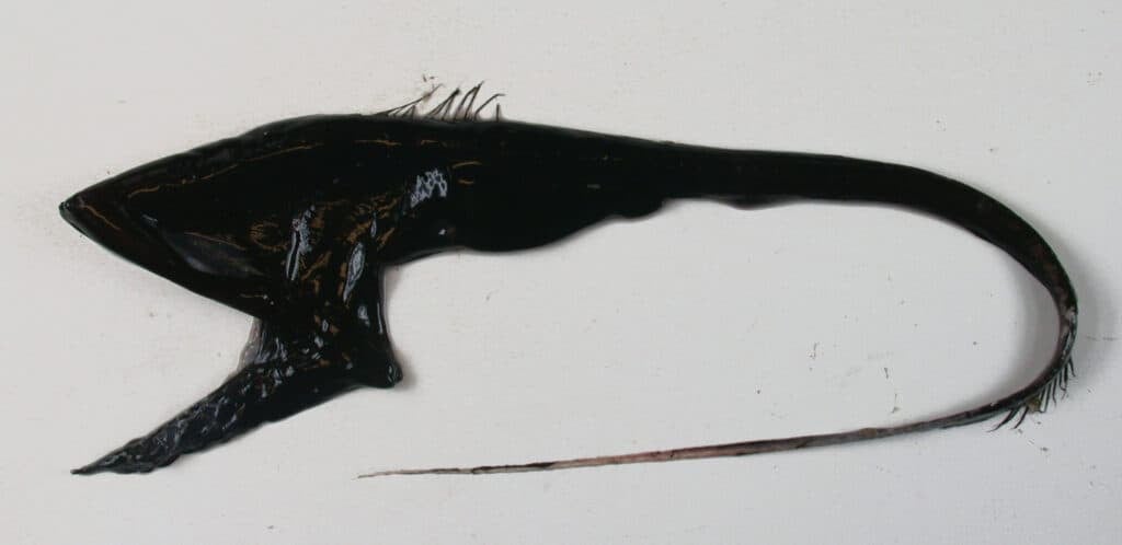 Gulper Eel Animal Pictures | A-Z Animals