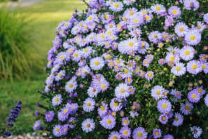 Aster Flowers: Meaning, Symbolism, and Proper Occasions - A-Z Animals