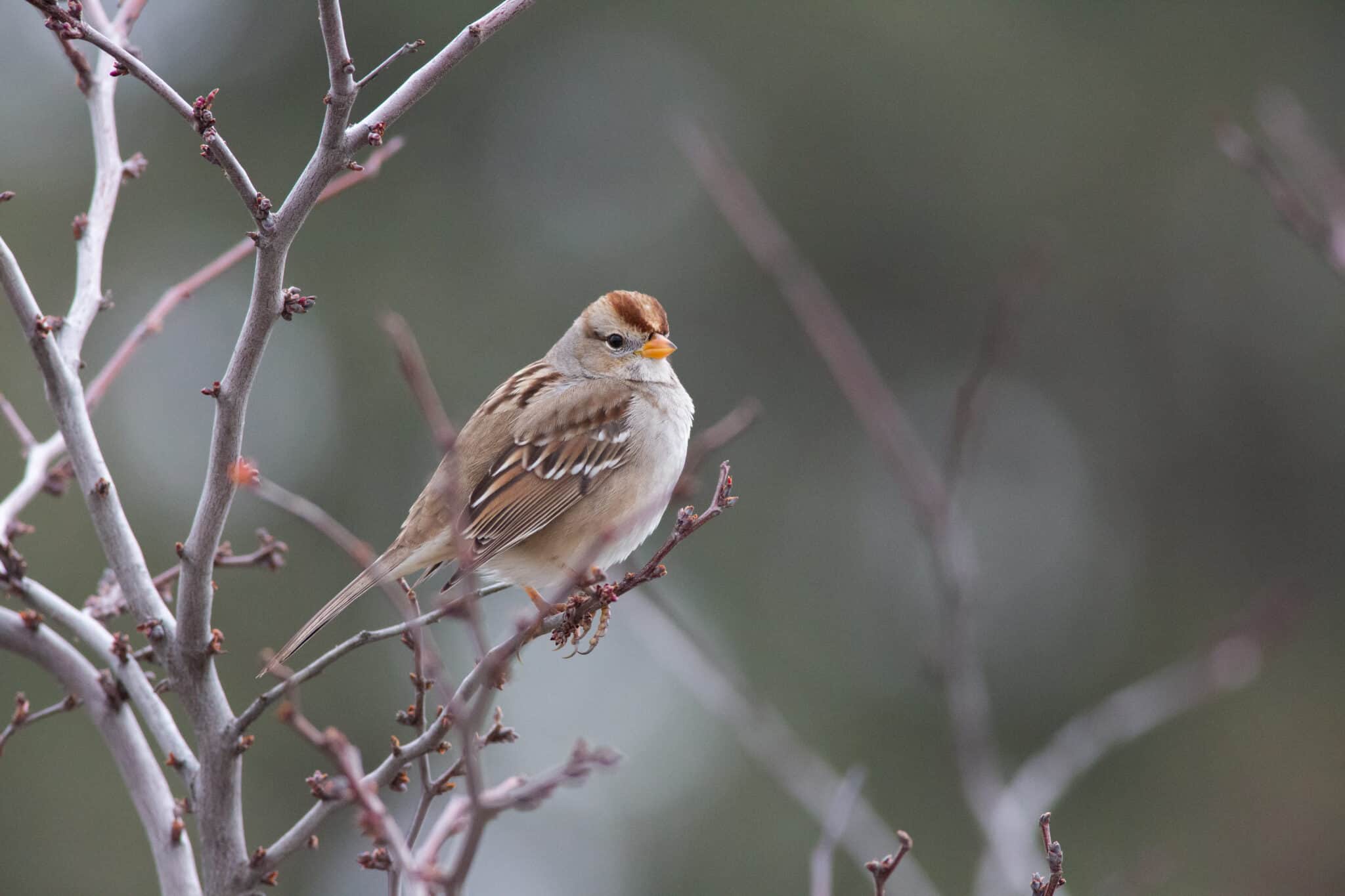 White-Crowned Sparrow Bird Facts - Zonotrichia leucophrys - A-Z Animals