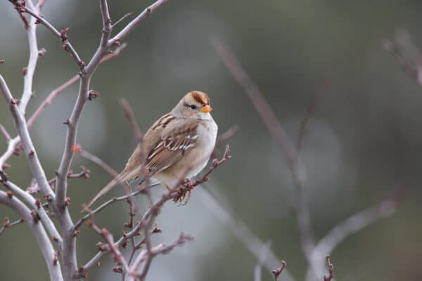 White-Crowned Sparrow Bird Facts - Zonotrichia leucophrys - A-Z Animals