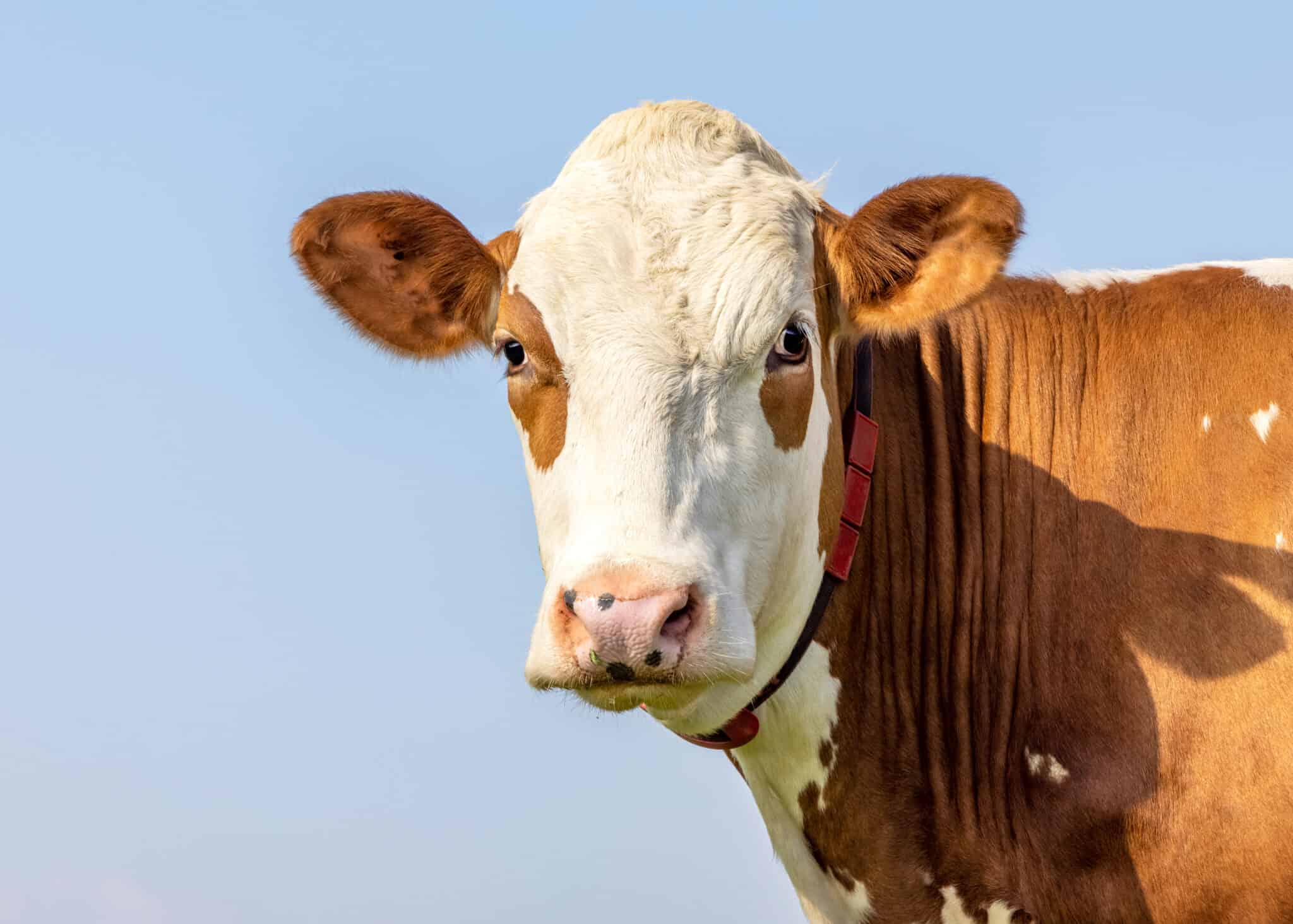 300+ Perfect Cow Names - A-Z Animals