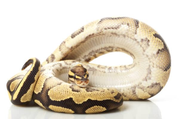 See the Massive 90 LB Python That Showed Up in the Laundry - A-Z Animals