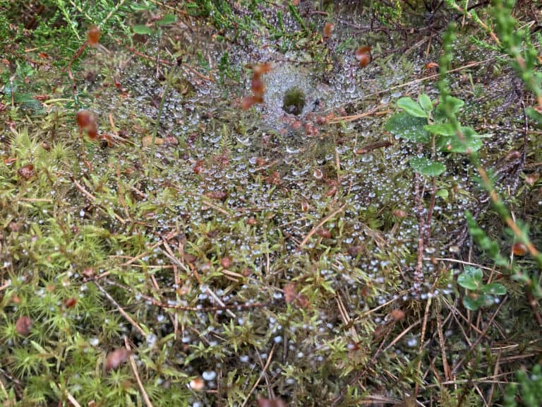 Grass Spider Animal Pictures | A-Z Animals