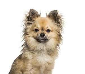 Chi Chi Animal Facts - Canis lupus familiaris - A-Z Animals