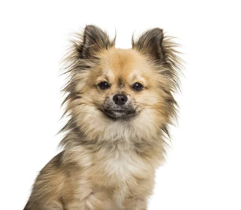 Chi Chi Animal Facts - Canis lupus familiaris - A-Z Animals