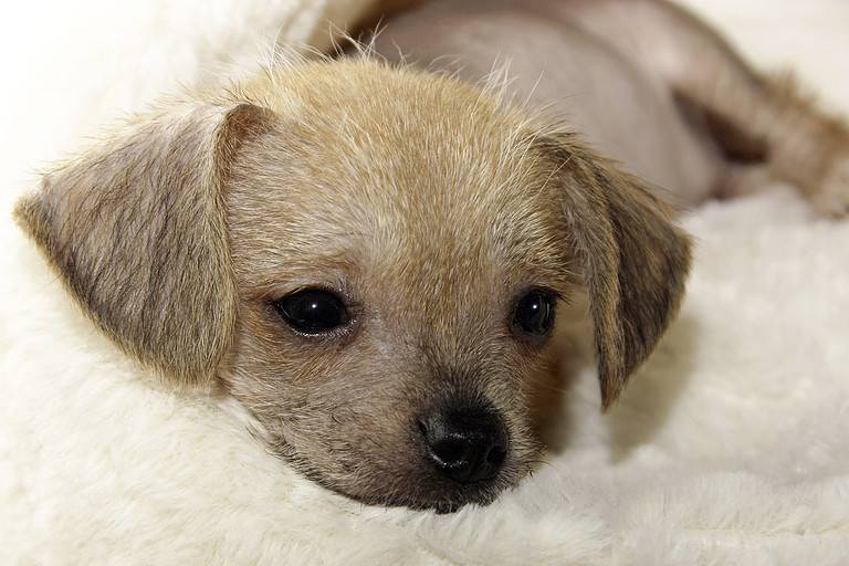 Chi Chi Animal Facts - Canis lupus familiaris - A-Z Animals