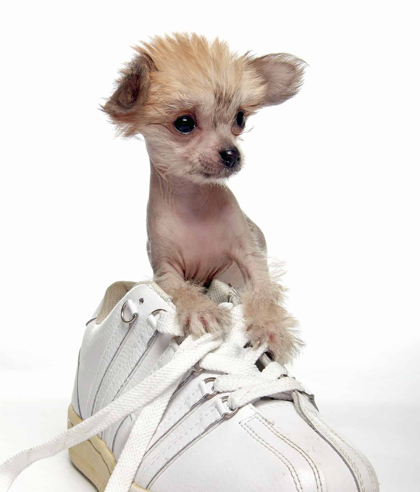 Chi Chi Dog Breed Complete Guide - A-Z Animals