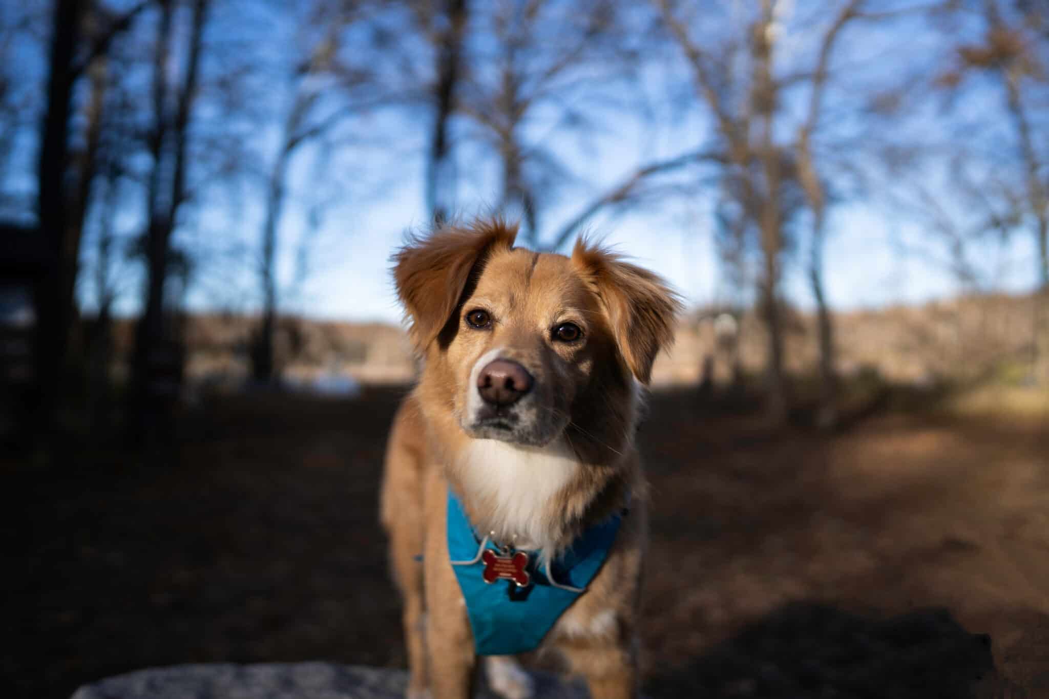 Dogs That Look Like Foxes