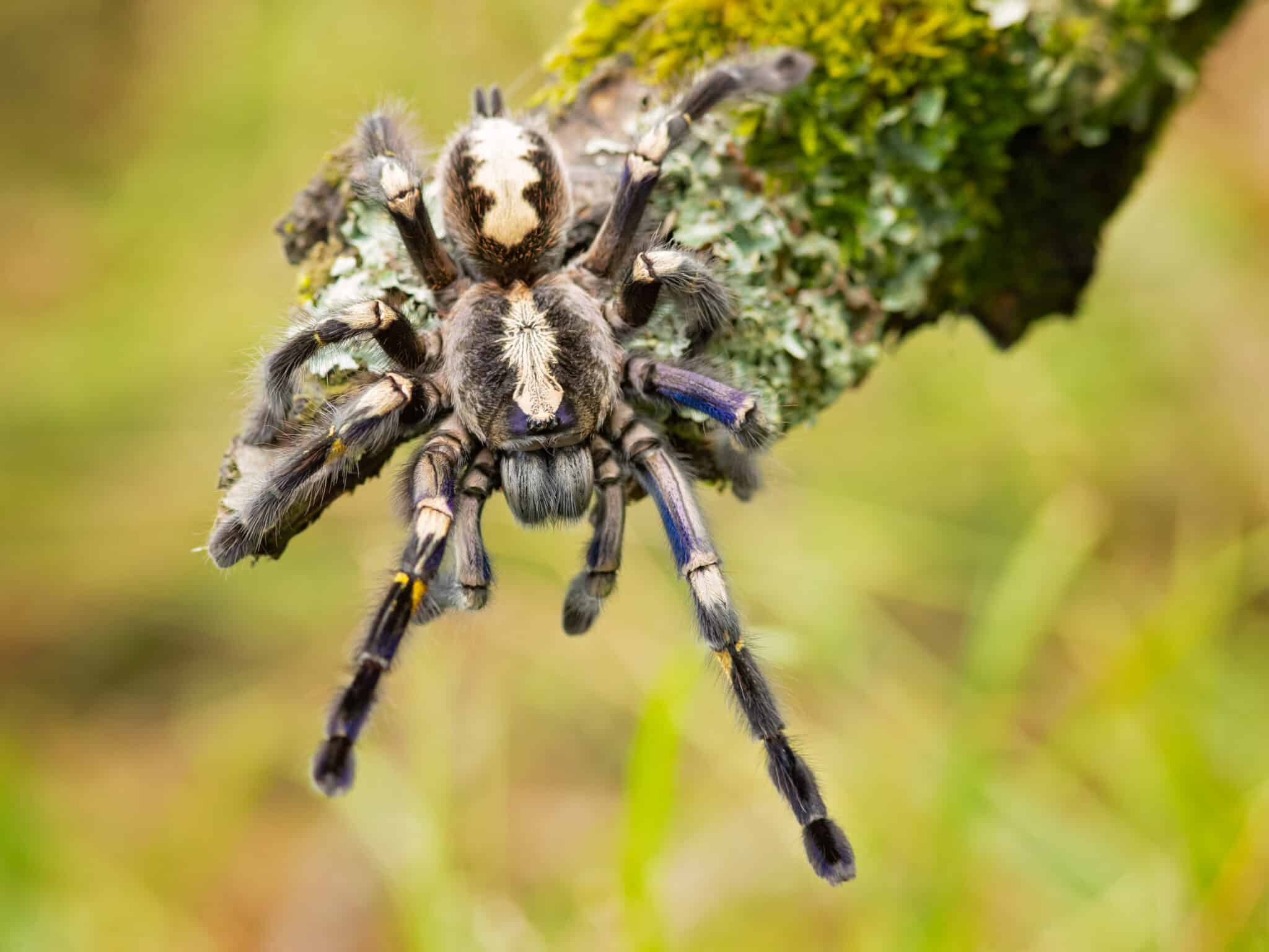 Gooty Sapphire Tarantula Animal Facts - Poecilotheria metallica - A-Z ...