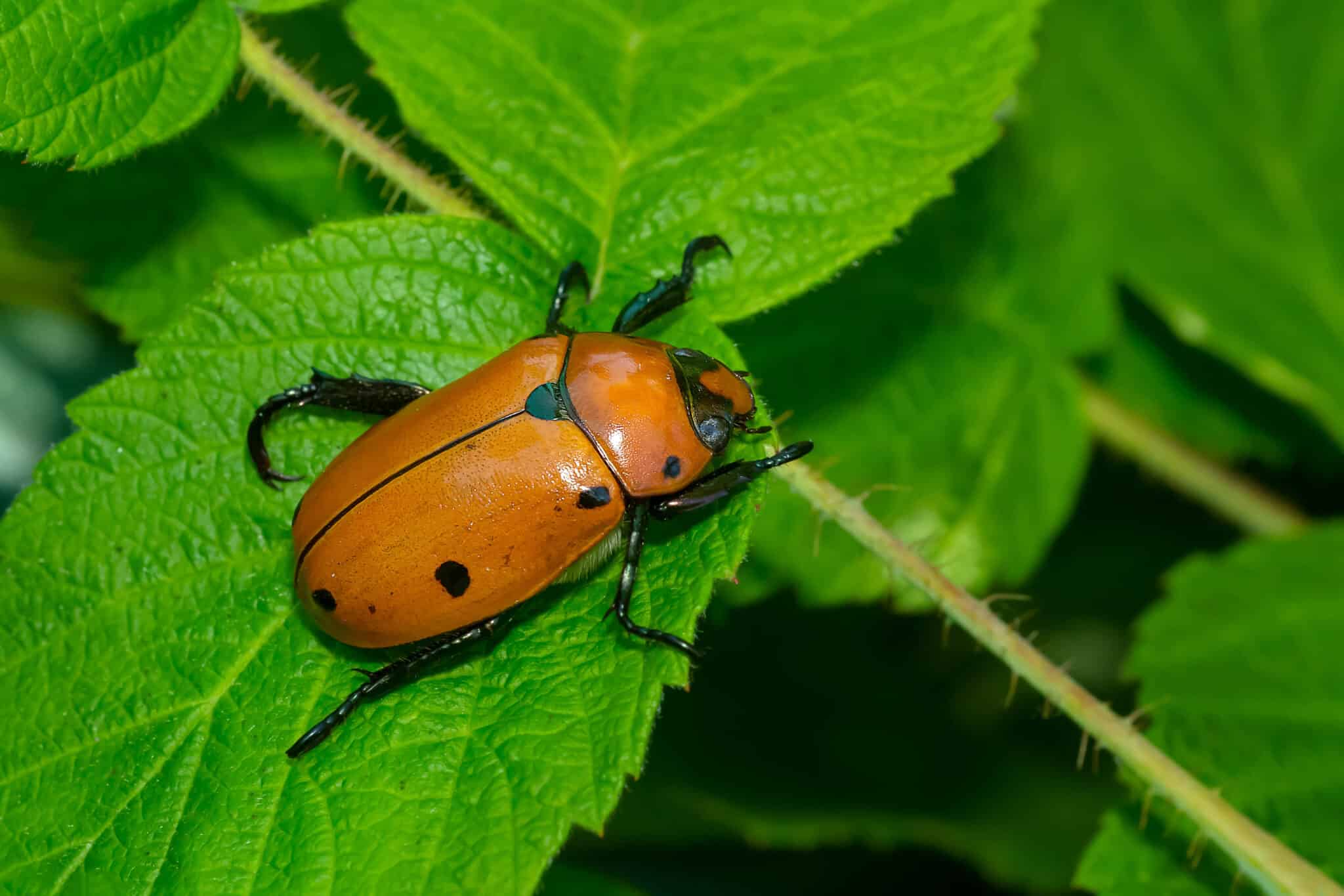 11 Colorful Bugs That Look Like Ladybugs - A-Z Animals