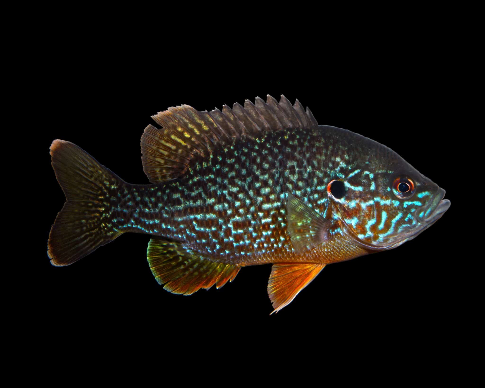 Bichir Fish Facts - A-Z Animals