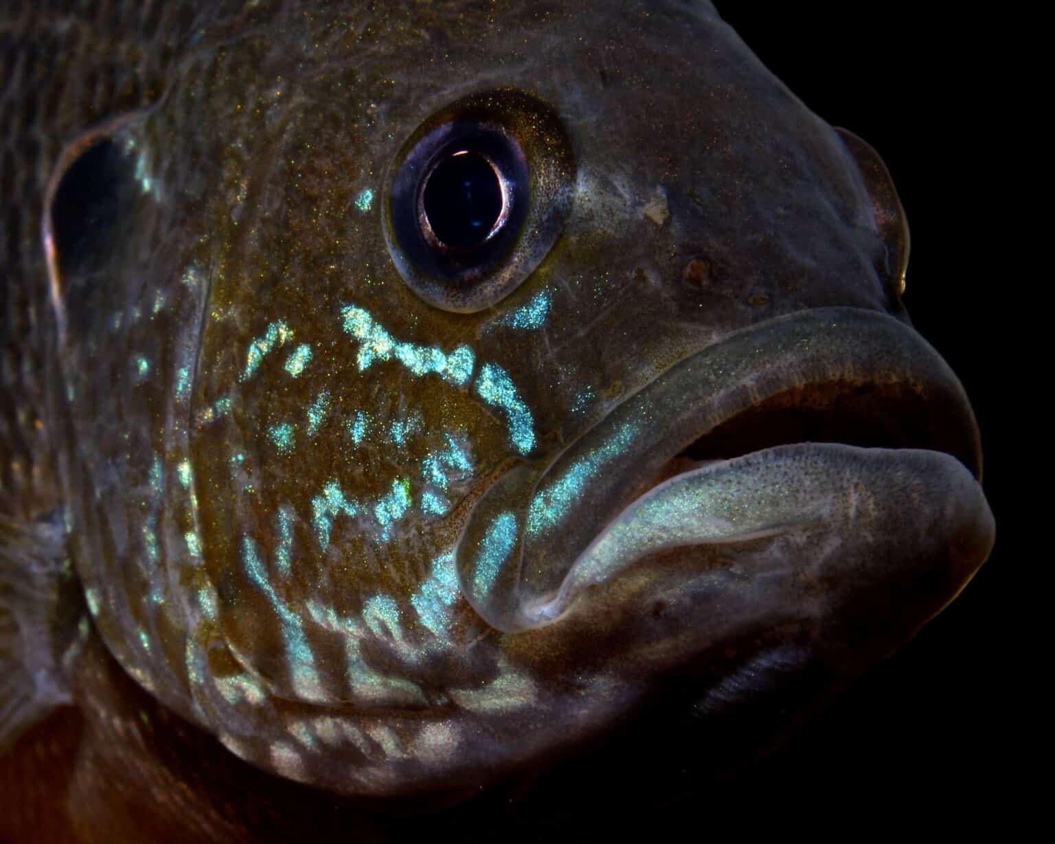 Green Sunfish Animal Pictures | A-Z Animals