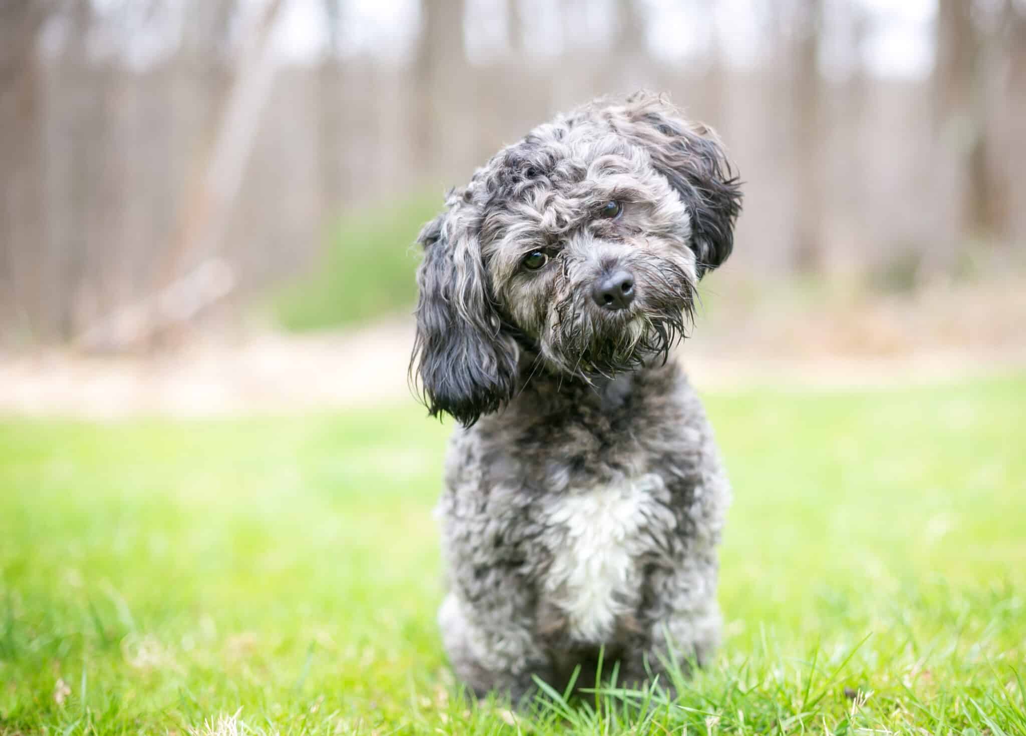 Havashu Dog Breed Complete Guide - A-Z Animals