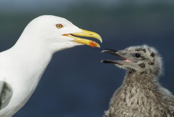 Herring Gull Animal Facts - Larus argentatus - A-Z Animals