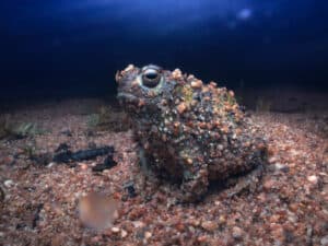 Holy Cross Frog Animal Pictures | A-Z Animals