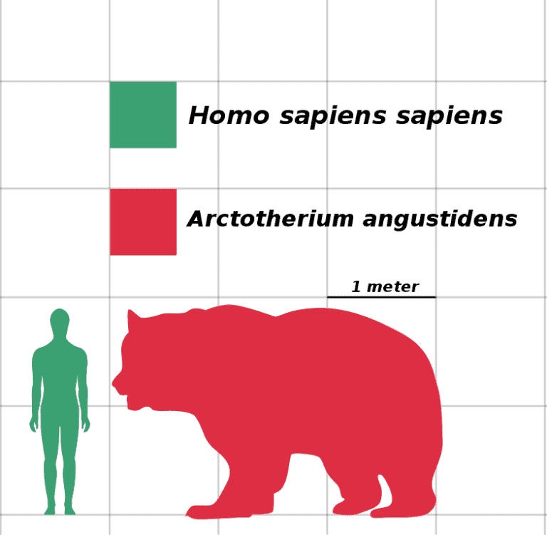 What Did the Largest Bear Ever Eat To Feed Its 3,500-Pound Body? - A-Z ...