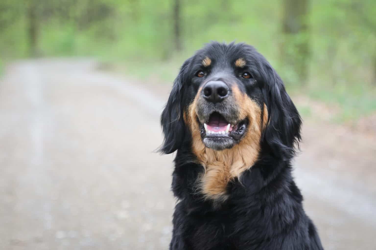 Cloning A Dog: Price, Risks, And What to Expect - A-Z Animals