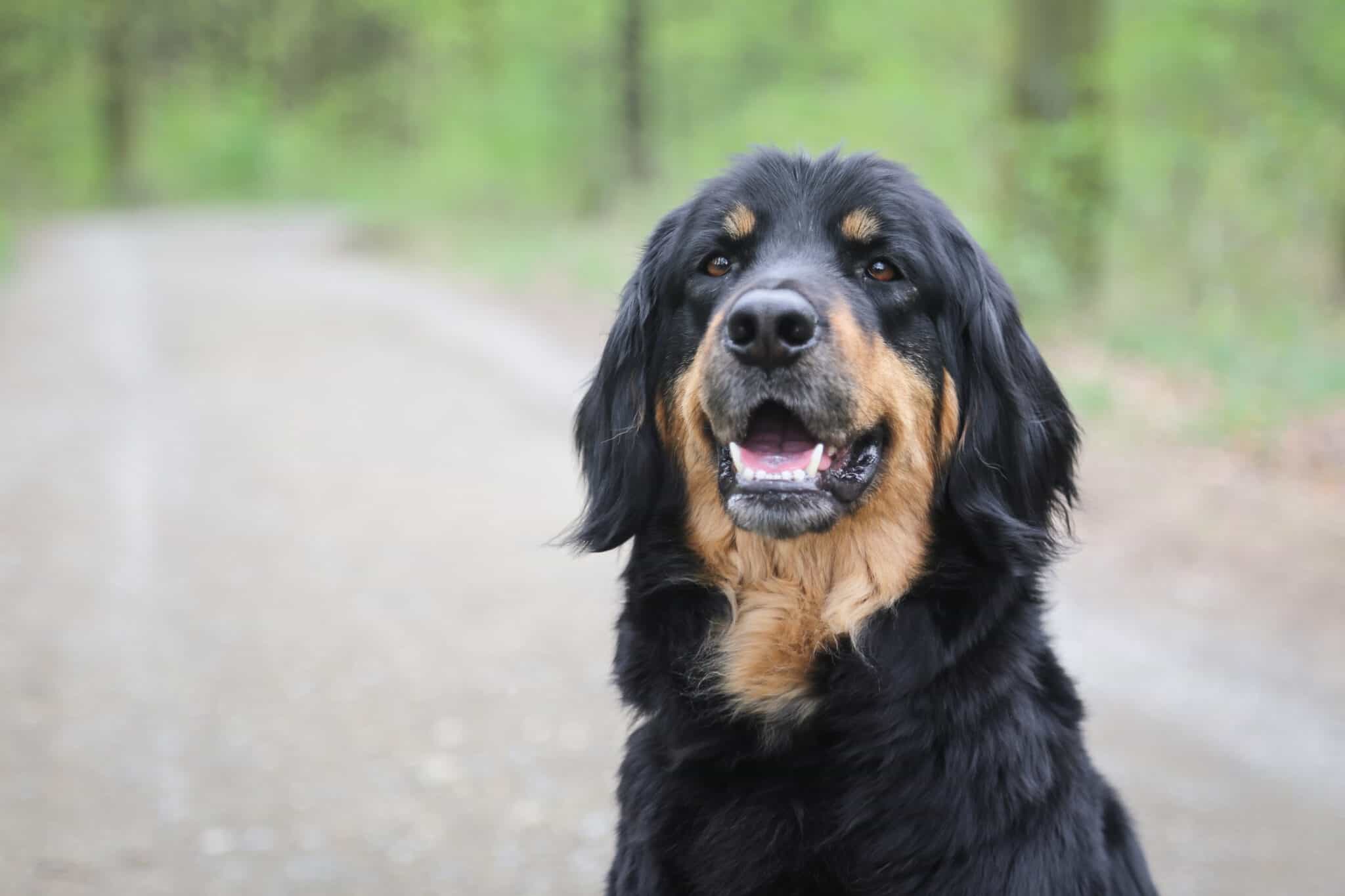 All Types of Dogs: All Breeds From A-Z - Types of Dogs - A-Z Animals