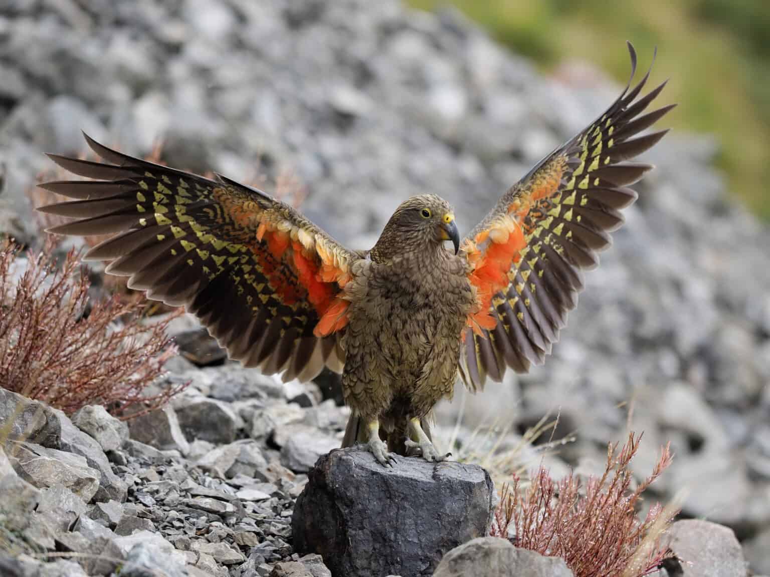 The Complete List of the 9 3-Letter Birds - A-Z Animals