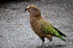 Kea Animal Facts - Nestor notabilis - A-Z Animals